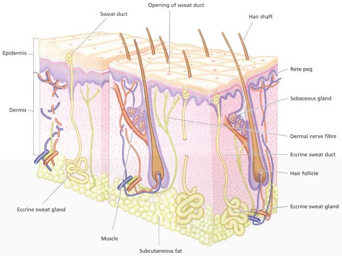 skin functions and functioning, human skin functions, Nancy K. Brown ... skin functions and functioning, human skin functions, Nancy K. Brown ...